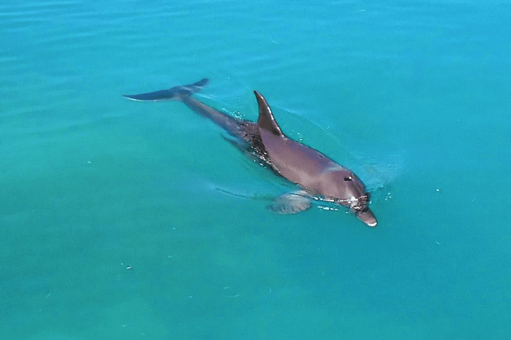 Private Dolphin & Sandbar | M/V Minnow | AMI Private Charter